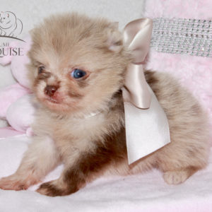 Spitz nain à vendre, LOF, pure race – Royaume d’Exquise