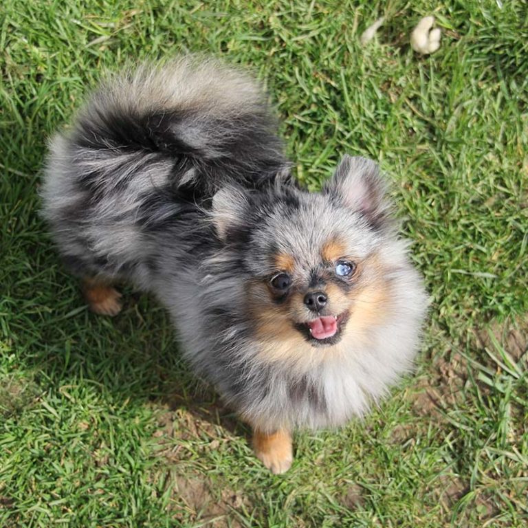 Spitz Poméranien merle, couleur exotique – Royaume d’Exquise