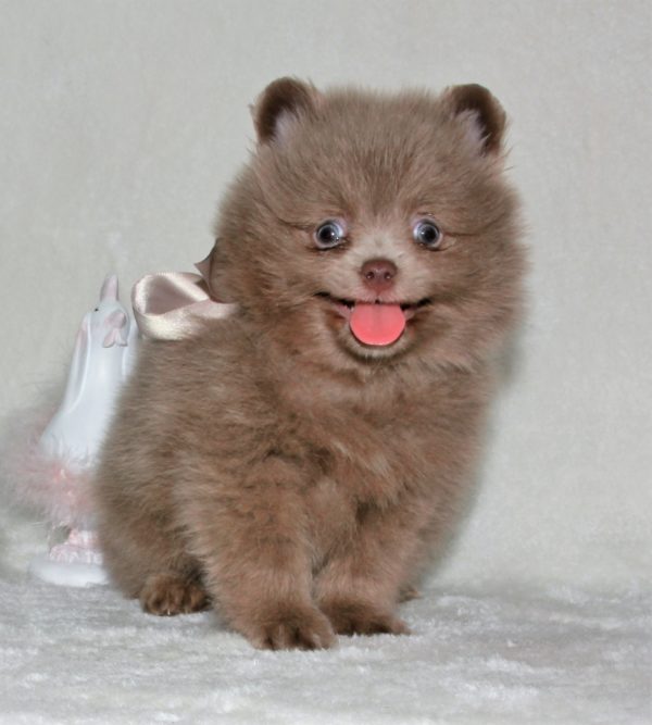 Spitz Poméranien lavande : une couleur exotique - Royaume d'Exquise