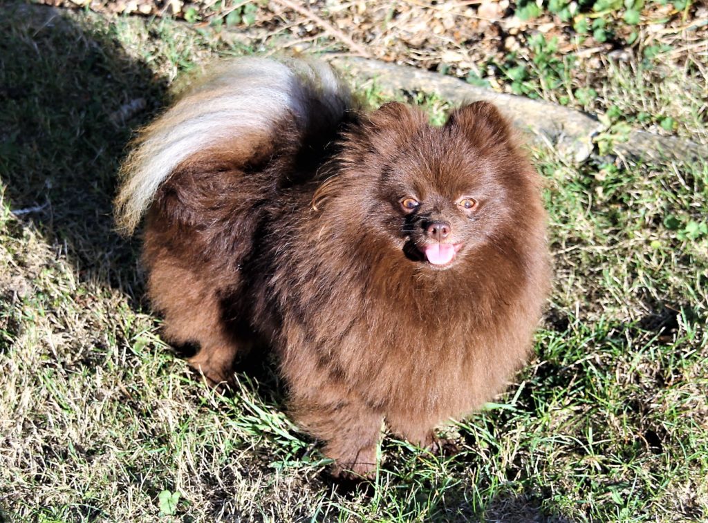 Spitz Poméranien chocolat ou marron, pure race – Royaume d’Exquise