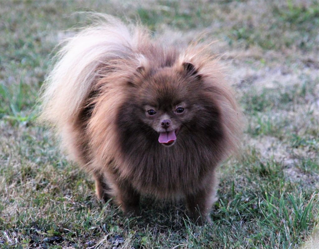 Spitz Poméranien chocolat ou marron, pure race – Royaume d’Exquise