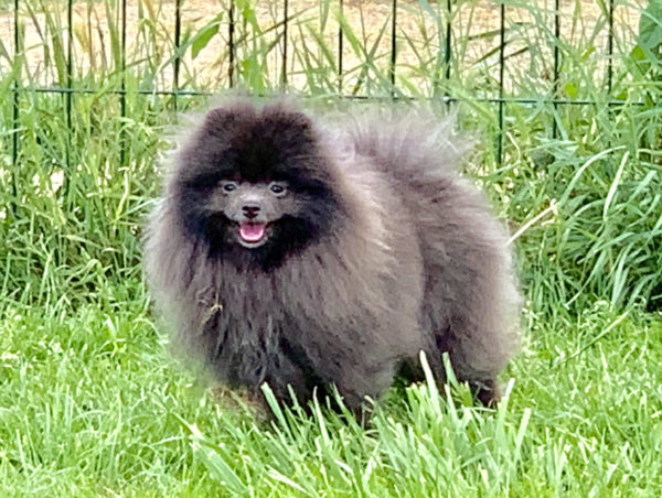 Spitz Poméranien bleu, couleur exotique – Royaume d’Exquise