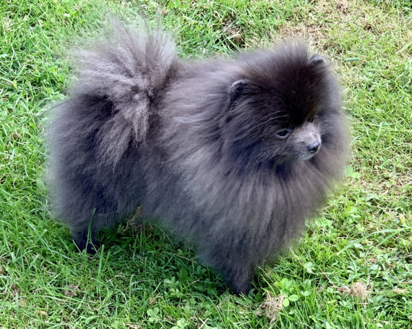Spitz Poméranien bleu, couleur exotique – Royaume d’Exquise