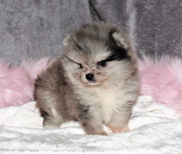 Spitz Poméranien merle, couleur exotique – Royaume d’Exquise