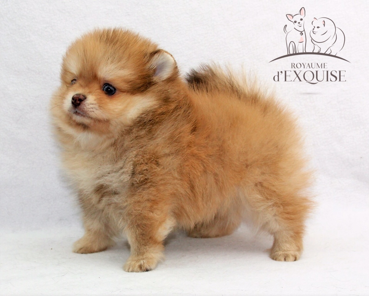 Spitz Poméranien merle, couleur exotique – Royaume d’Exquise