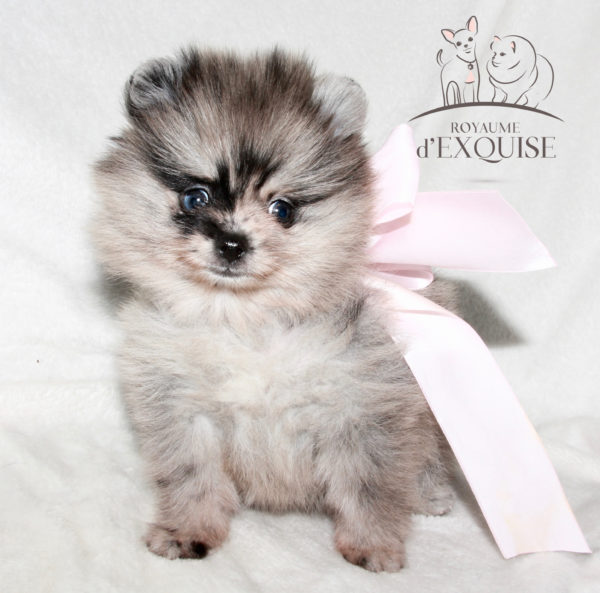 Spitz Poméranien merle, couleur exotique – Royaume d’Exquise